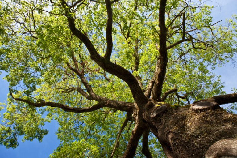 Robinson Tree – Robinson Tree