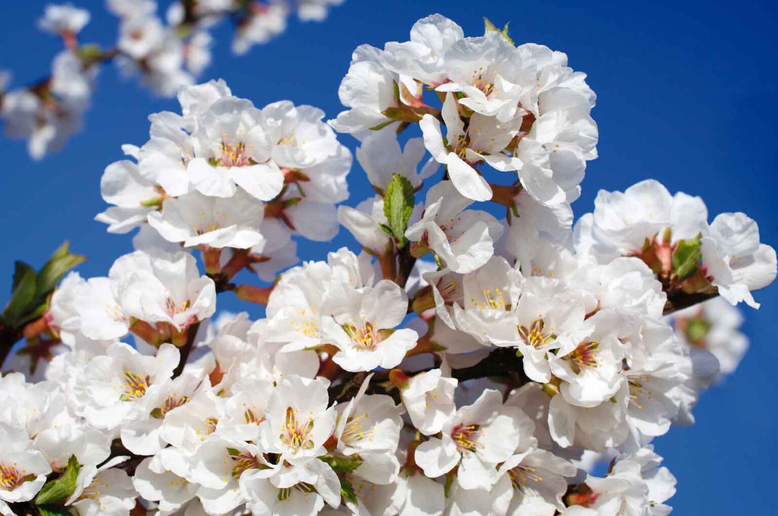 Robinson Tree Service | Tree Removal & Trimming in Memphis, TN